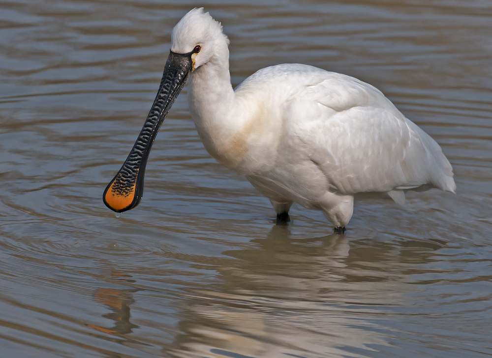 Details : Eurasian Spoonbill - BirdGuides
