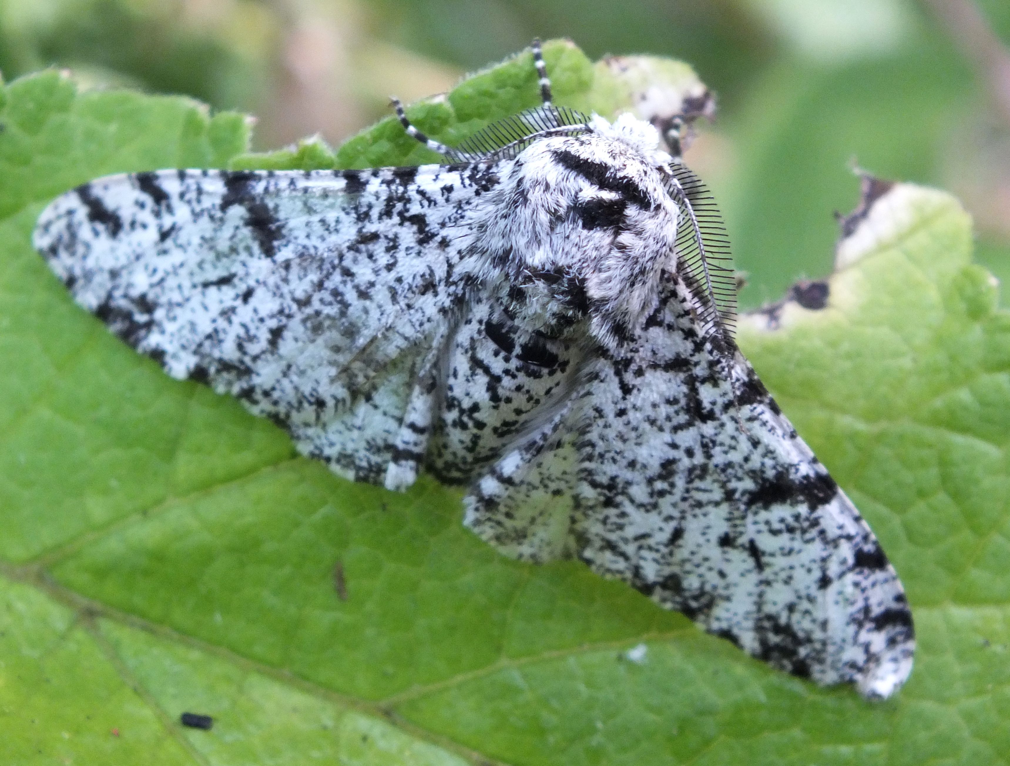 Peppered Moth by Zoe Shreeve - BirdGuides