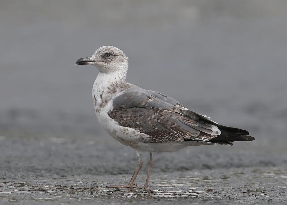 Details : Azores Gull - BirdGuides