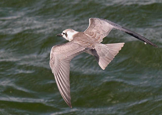 Details : American Black Tern - BirdGuides