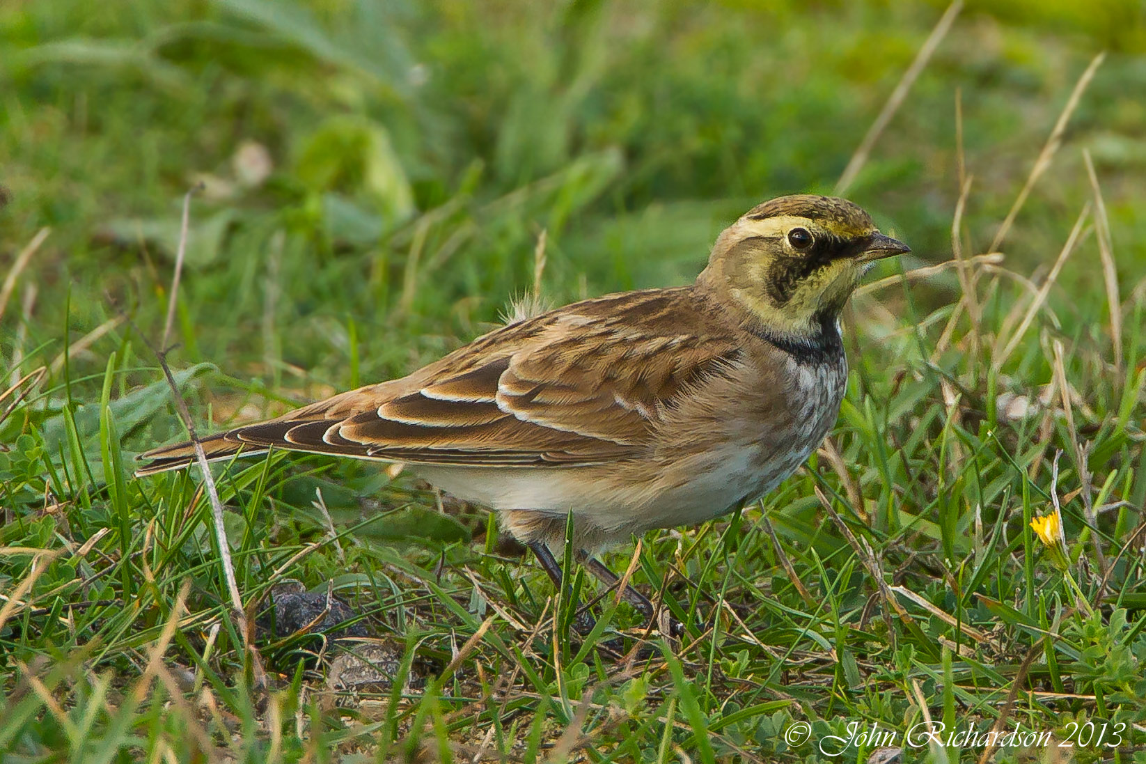 Details : Shore Lark - BirdGuides
