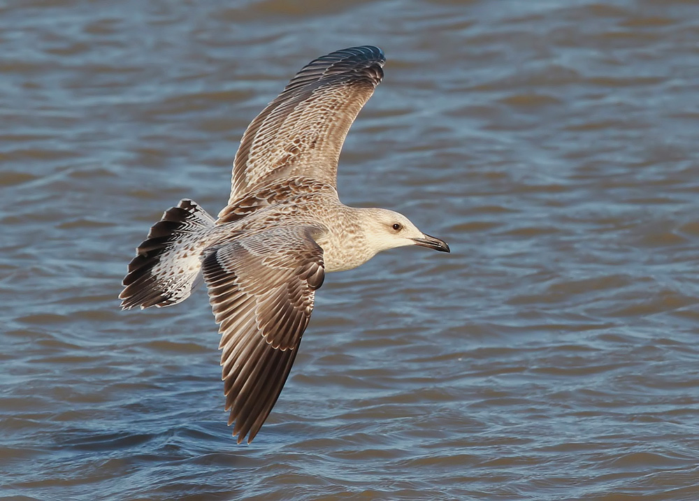 Details : Caspian Gull - BirdGuides