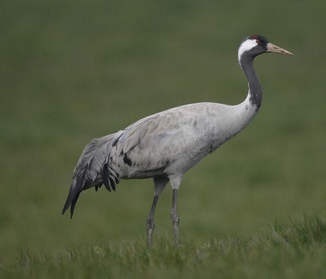 Details : Common Crane - BirdGuides