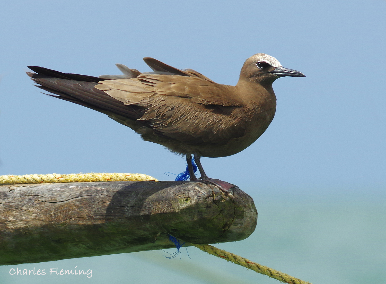 Details : Brown Noddy - BirdGuides