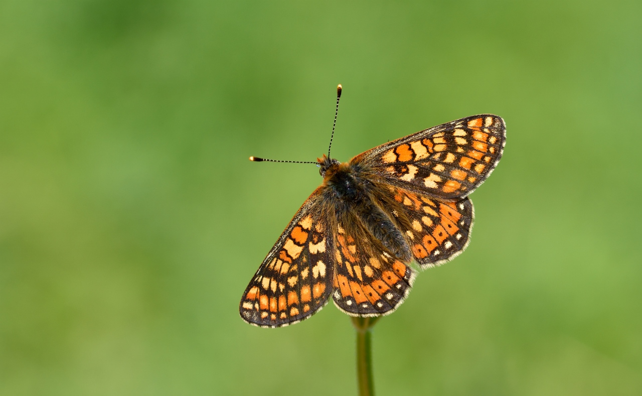 Marsh Fritillary prospering in Cumbria - BirdGuides