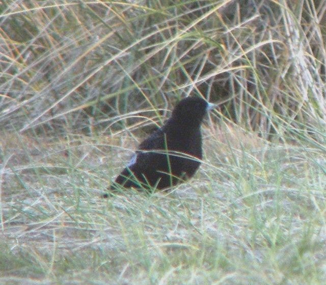 Black Lark by Bill Plumb - BirdGuides