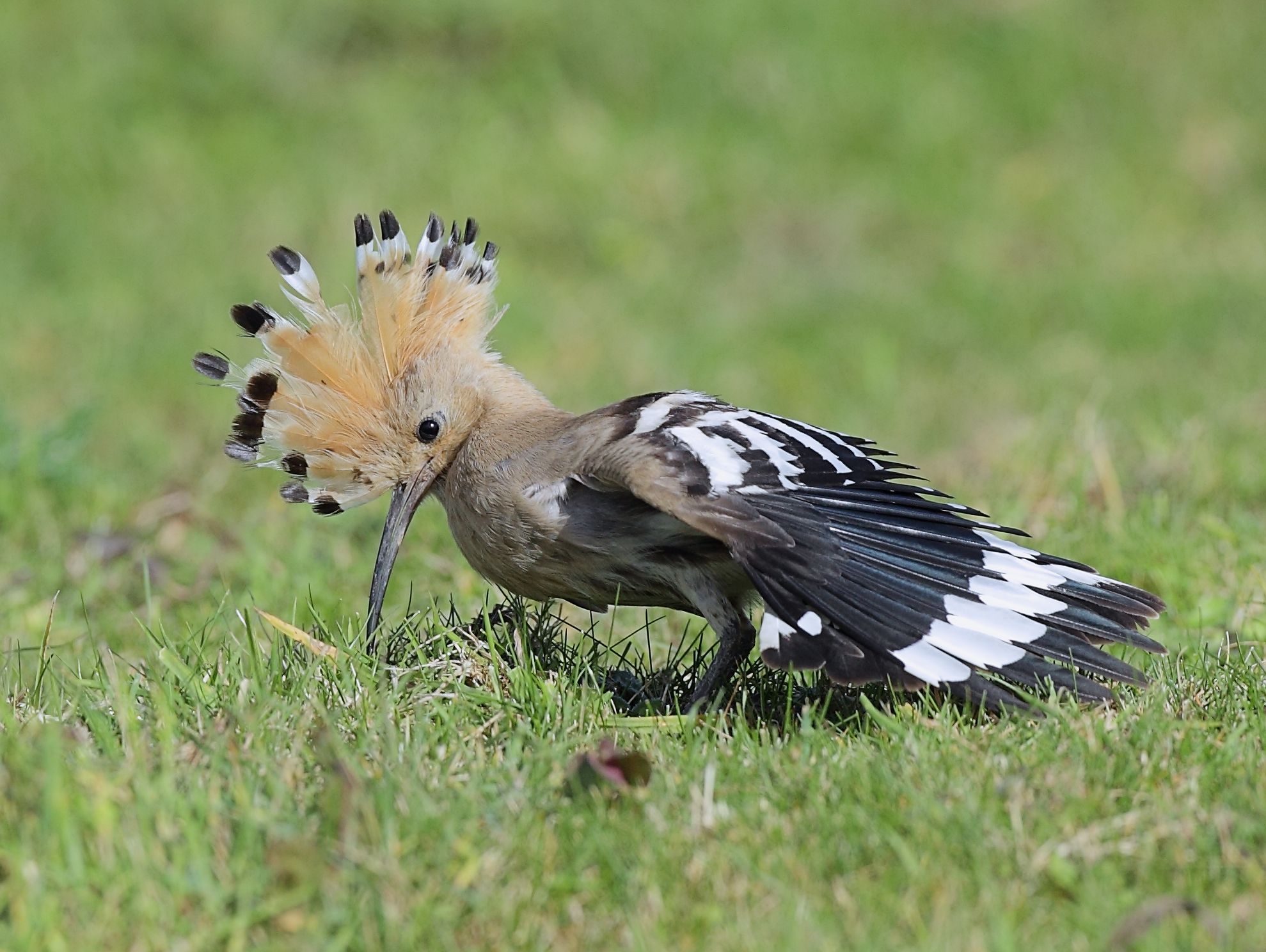 Hoopoe by Jonathan Philpot - BirdGuides