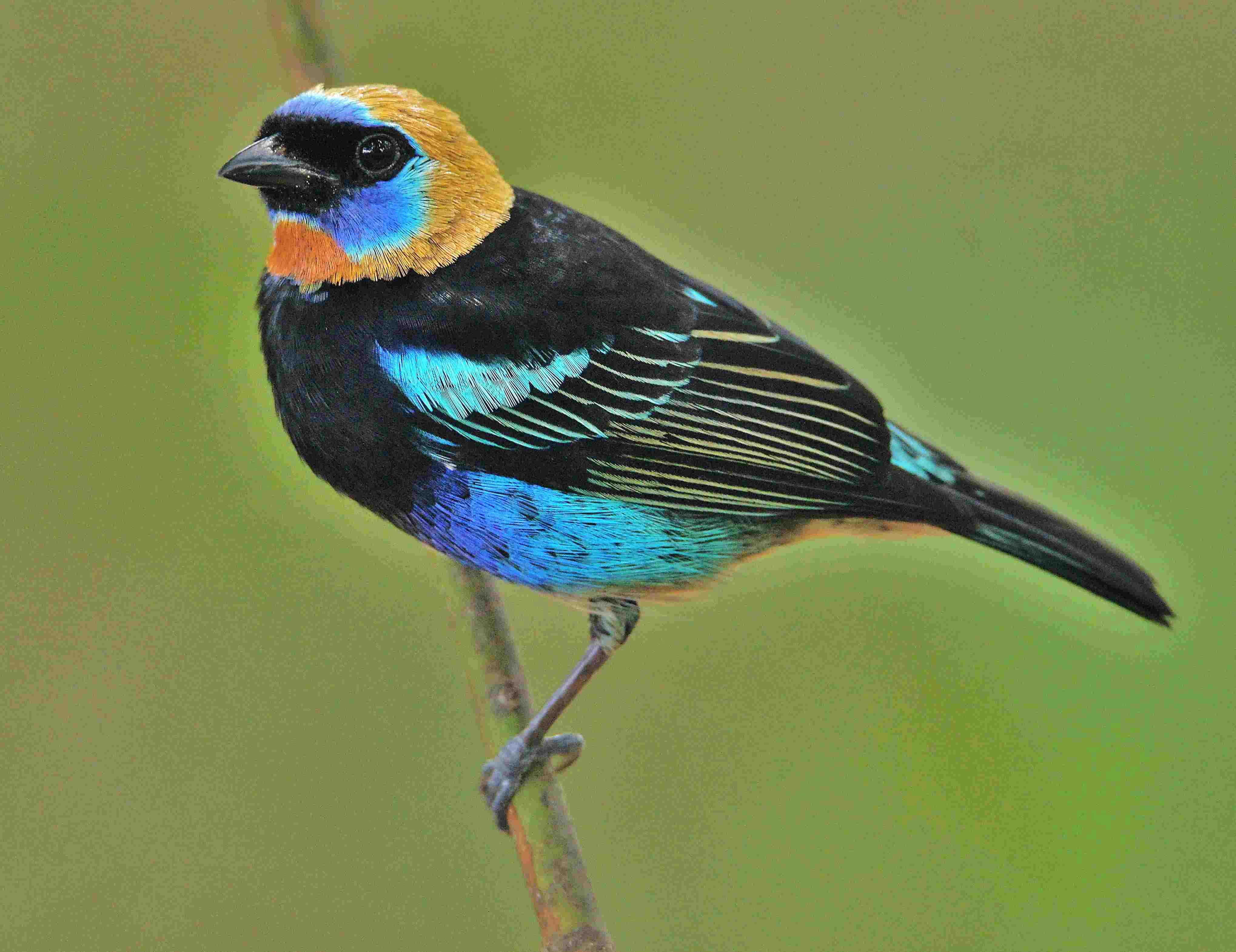 Details : Golden-hooded Tanager - BirdGuides