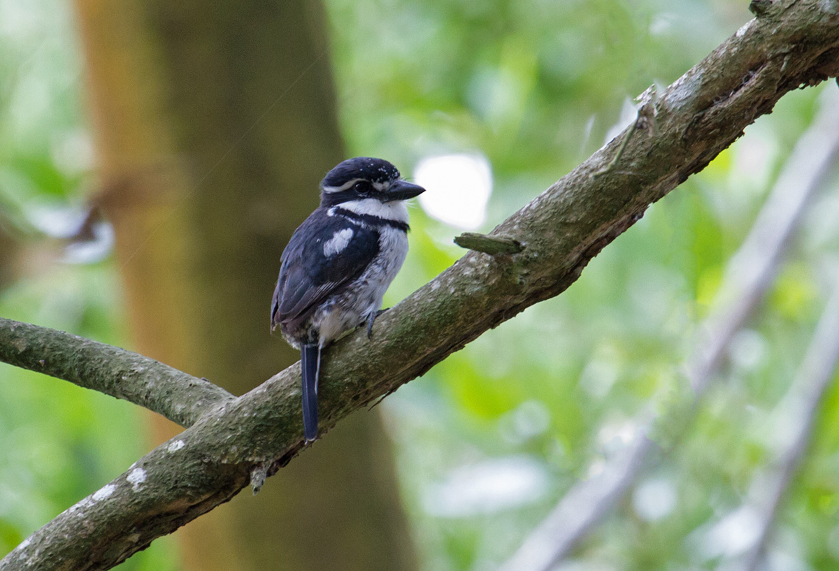 Details : Pied Puffbird - BirdGuides