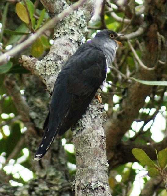 Details : Madagascan Cuckoo - BirdGuides