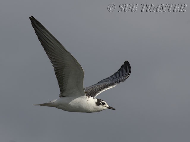 Details : White-winged Tern - BirdGuides