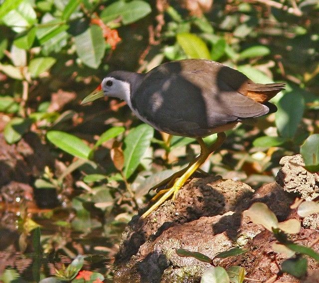 Details : White-breasted Waterhen - BirdGuides