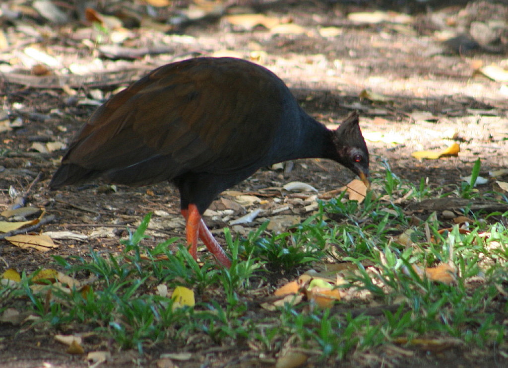 Details : Orange-footed Scrubfowl - BirdGuides