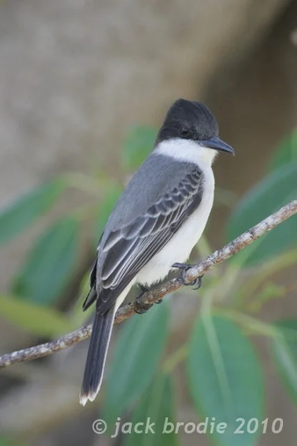 Details : Loggerhead Kingbird - BirdGuides