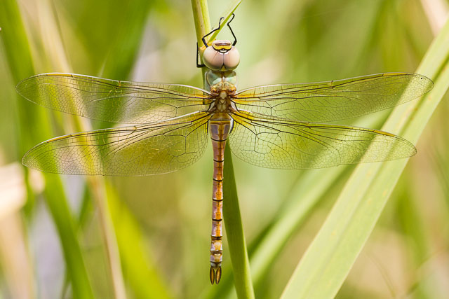 Details : Vagrant Emperor - BirdGuides