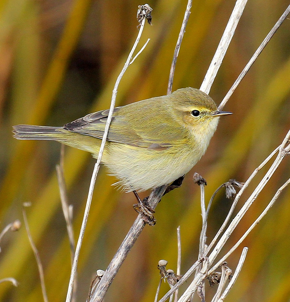 Details : Common Chiffchaff - BirdGuides