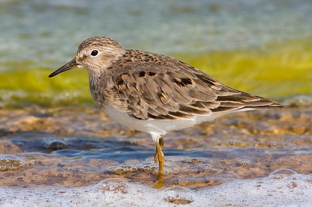Details : Temminck's Stint - BirdGuides
