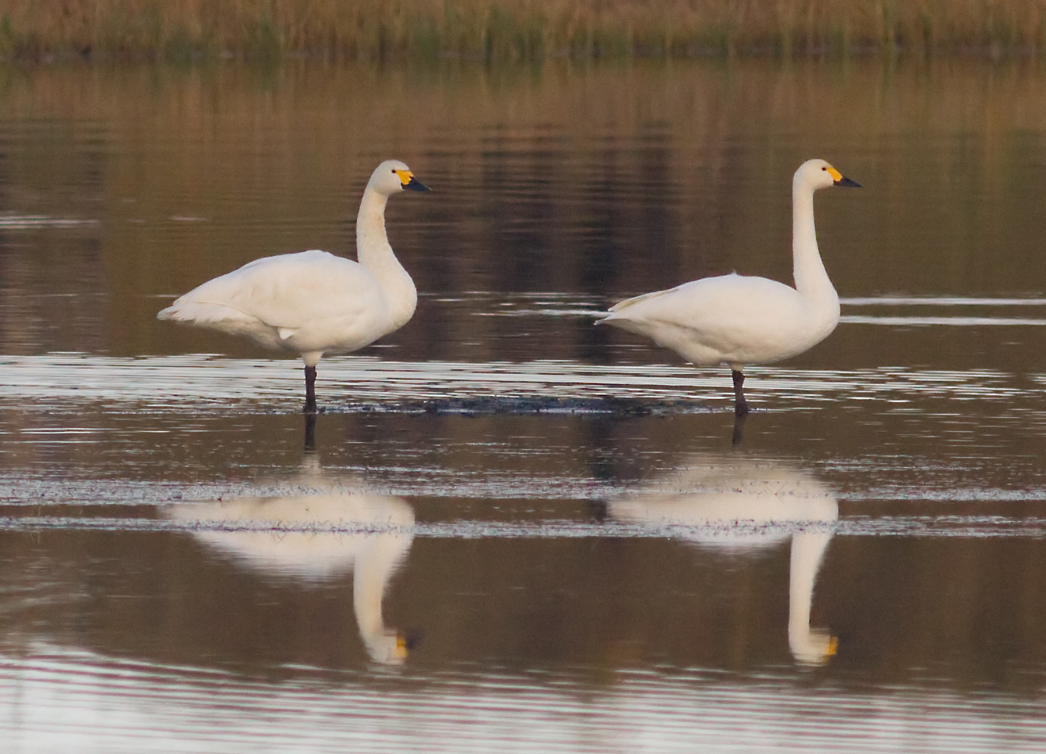 Details : Bewick's Swan - BirdGuides