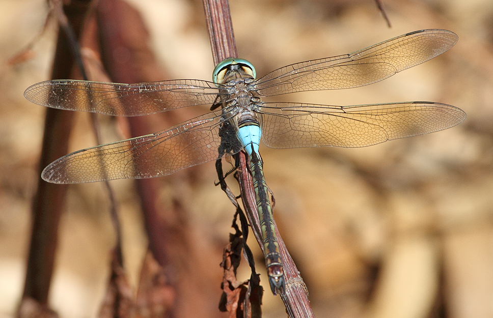 Details : Lesser Emperor - BirdGuides