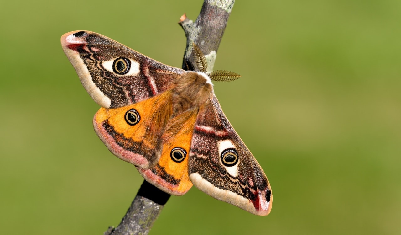 Emperor Moth by Bob Eade - BirdGuides