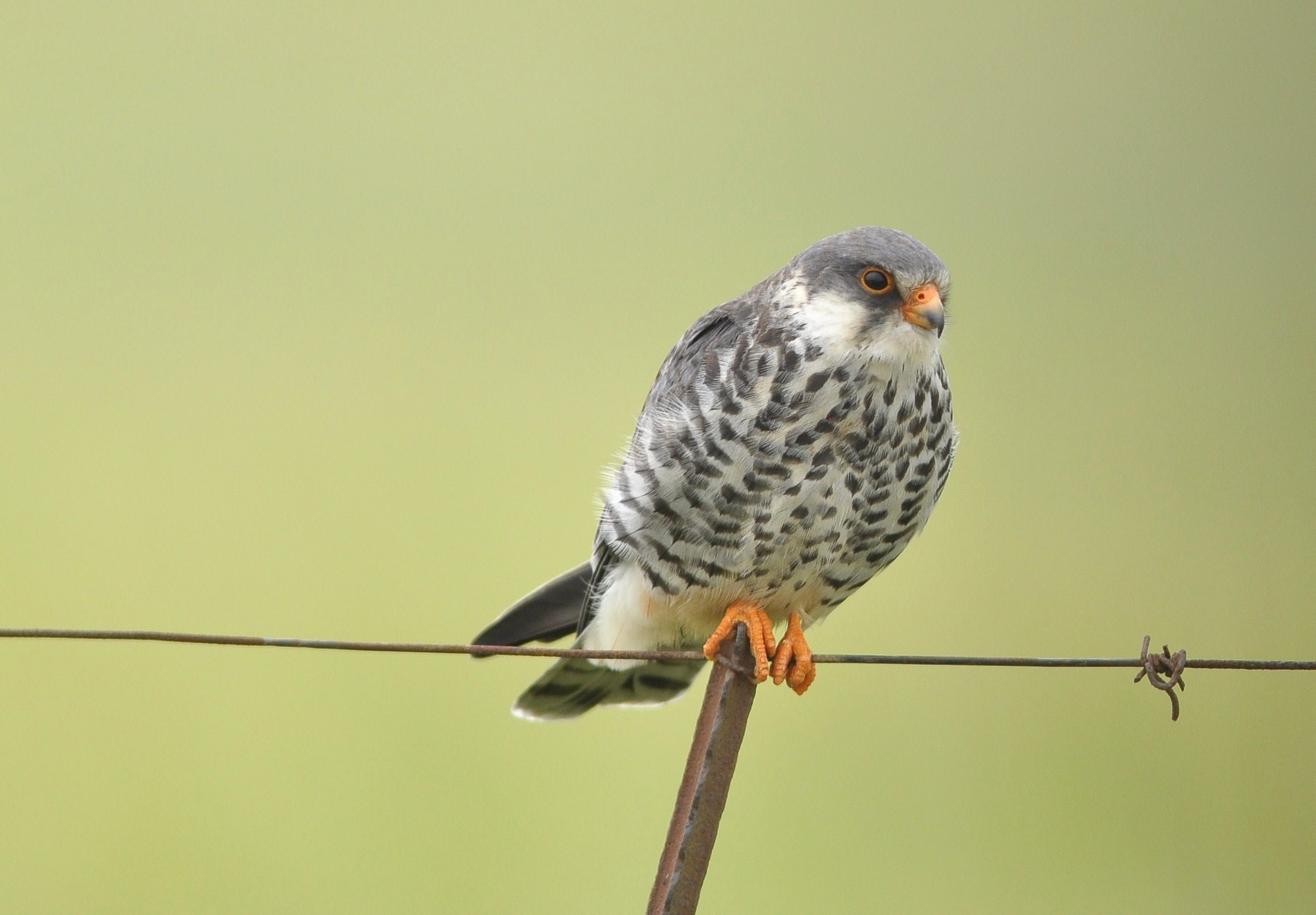 Details : Amur Falcon - BirdGuides