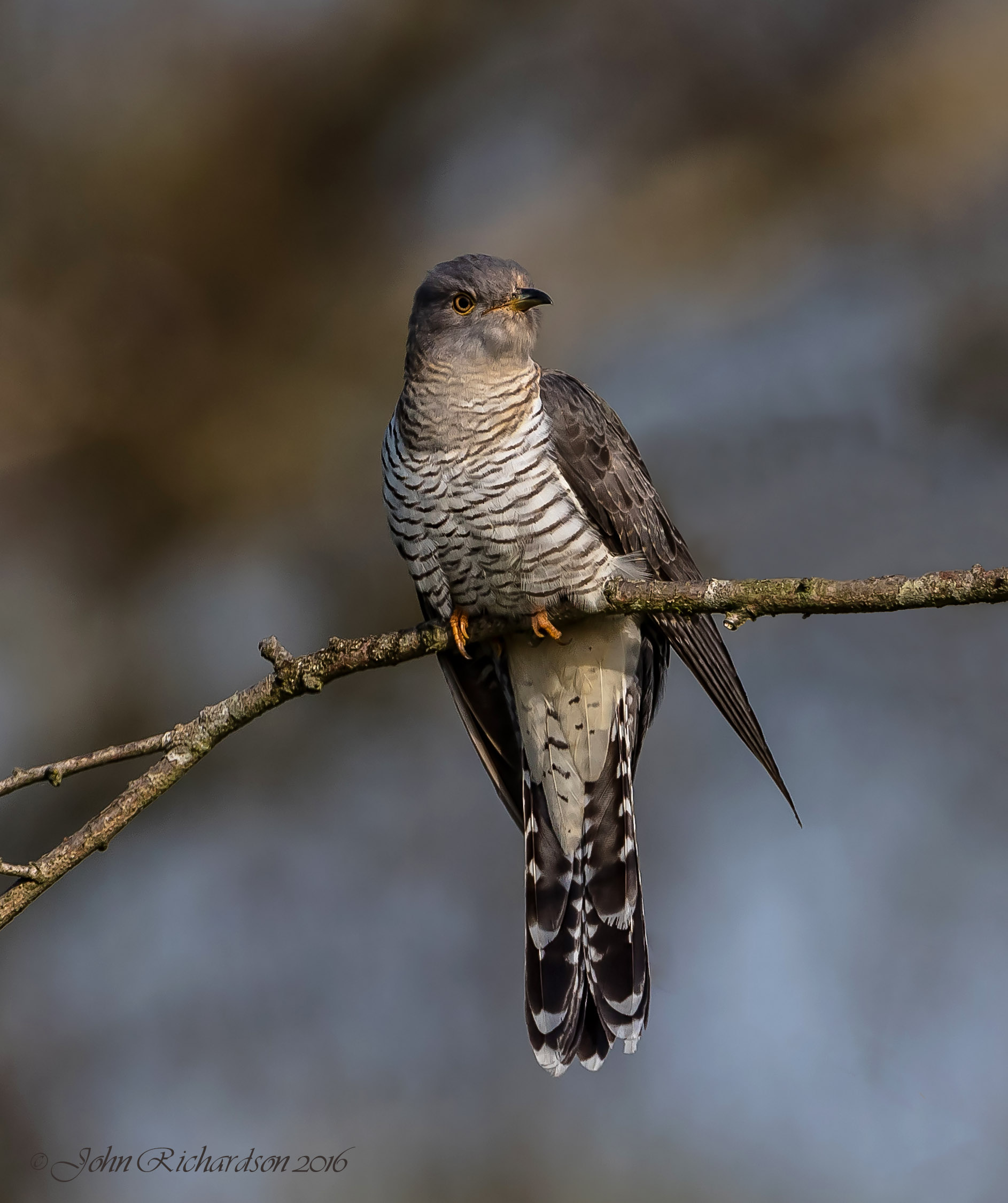 Common Cuckoo by John Richardson - BirdGuides