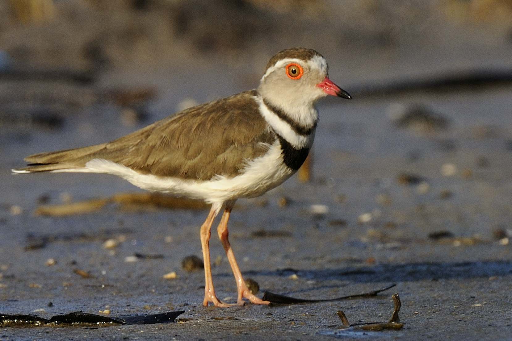 Details : Three-banded Plover - BirdGuides