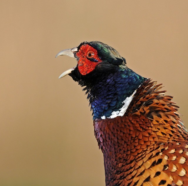 Details : Common Pheasant - BirdGuides