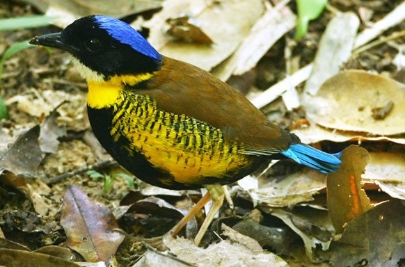 Palm oil demand pushing pitta to extinction - BirdGuides