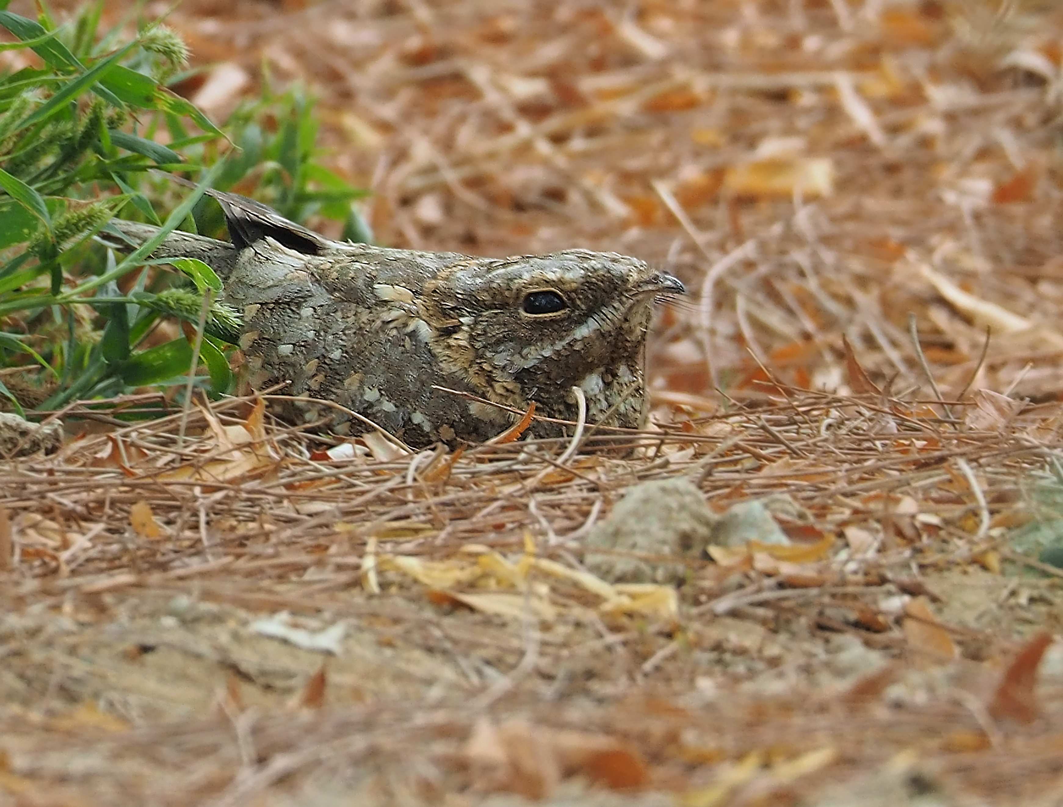 Details : Nubian Nightjar - BirdGuides