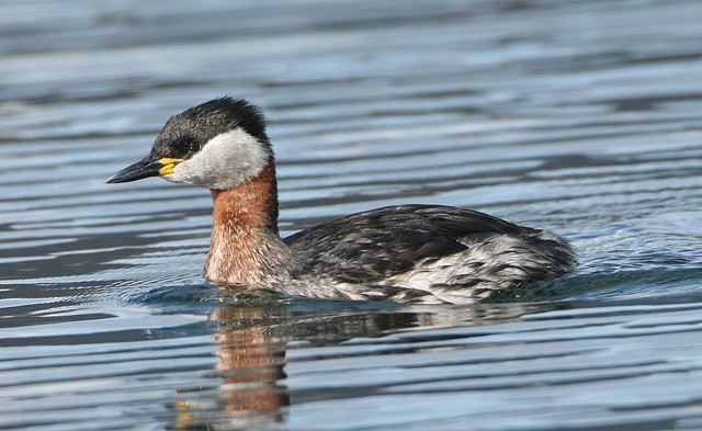 Details : Red-necked Grebe - BirdGuides