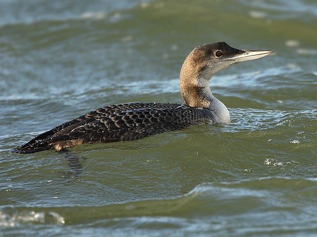 Details : Great Northern Diver - BirdGuides