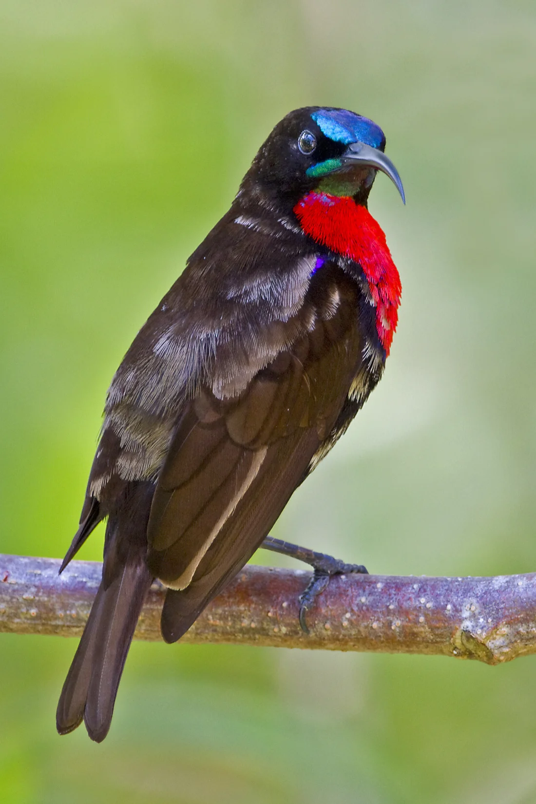 Details : Scarlet-chested Sunbird - BirdGuides