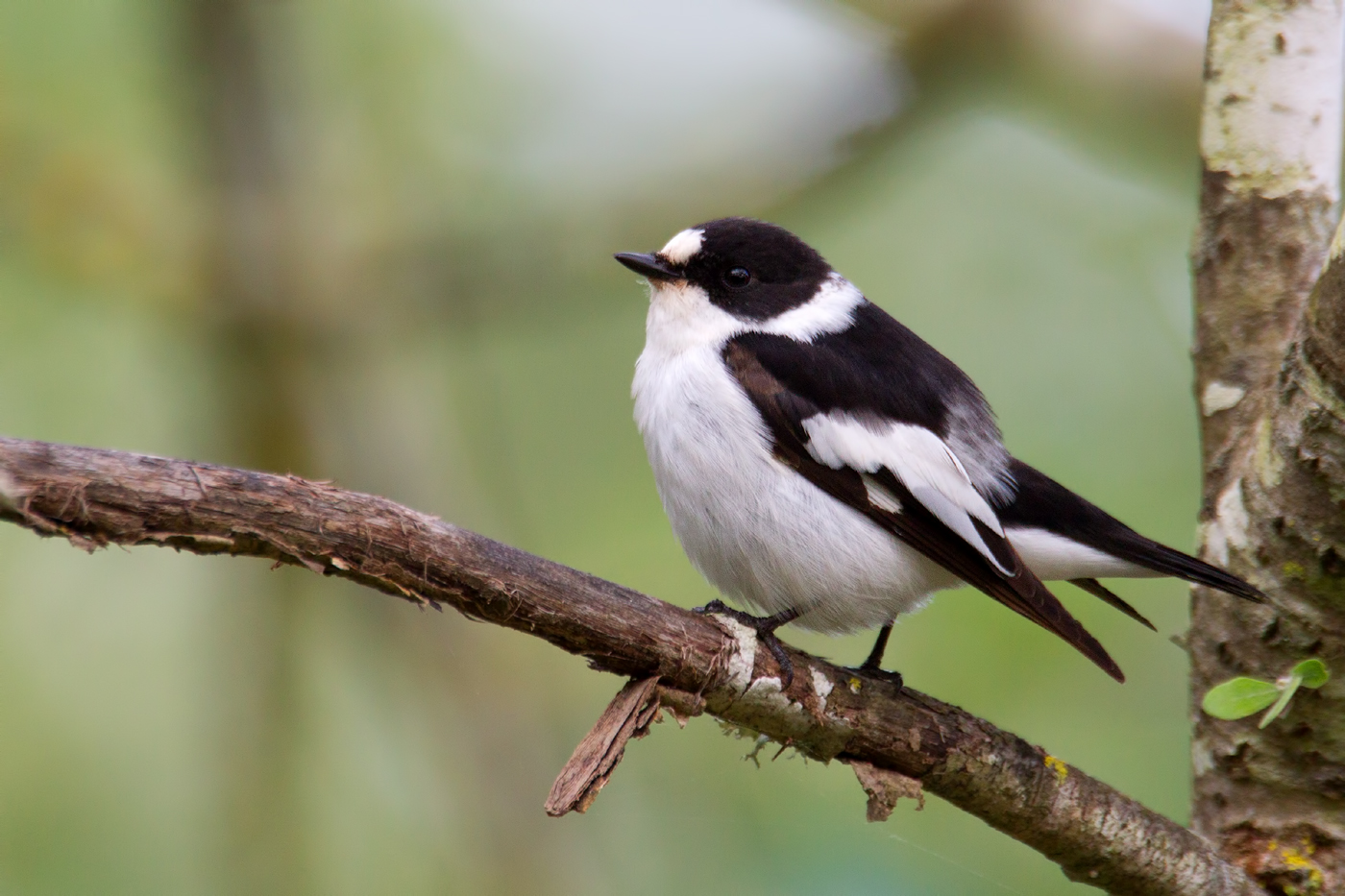 Details : Collared Flycatcher - BirdGuides