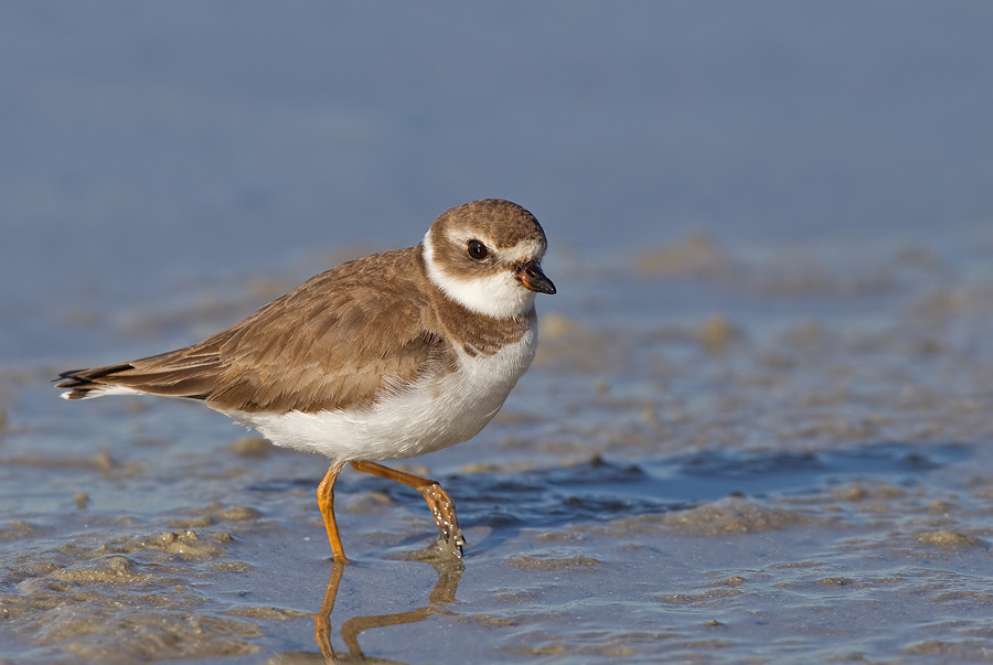 Details : Semipalmated Plover - BirdGuides