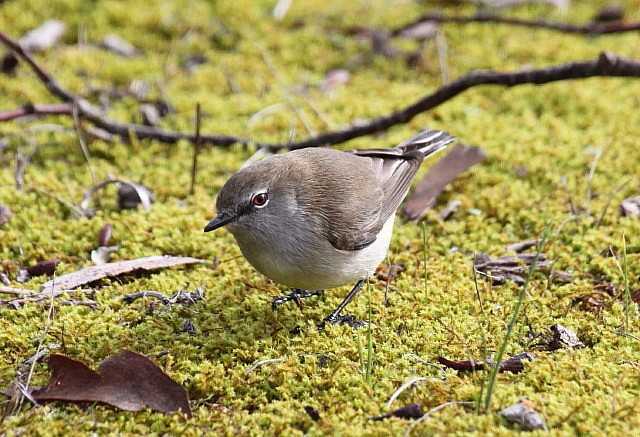 Details : Western Gerygone - BirdGuides