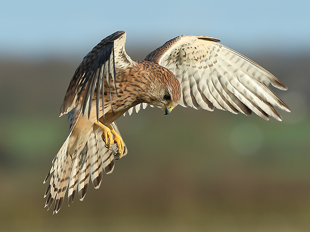 Details : Common Kestrel - BirdGuides