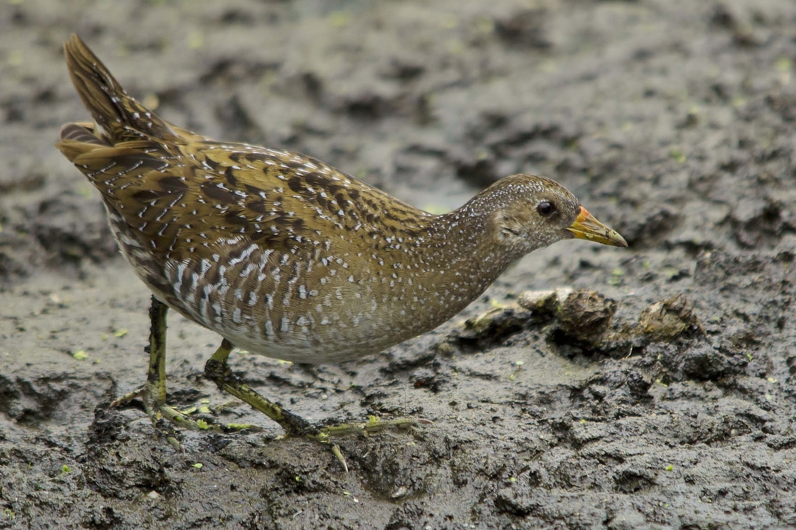 Spotted Crake by Mr Clive Daelman - BirdGuides