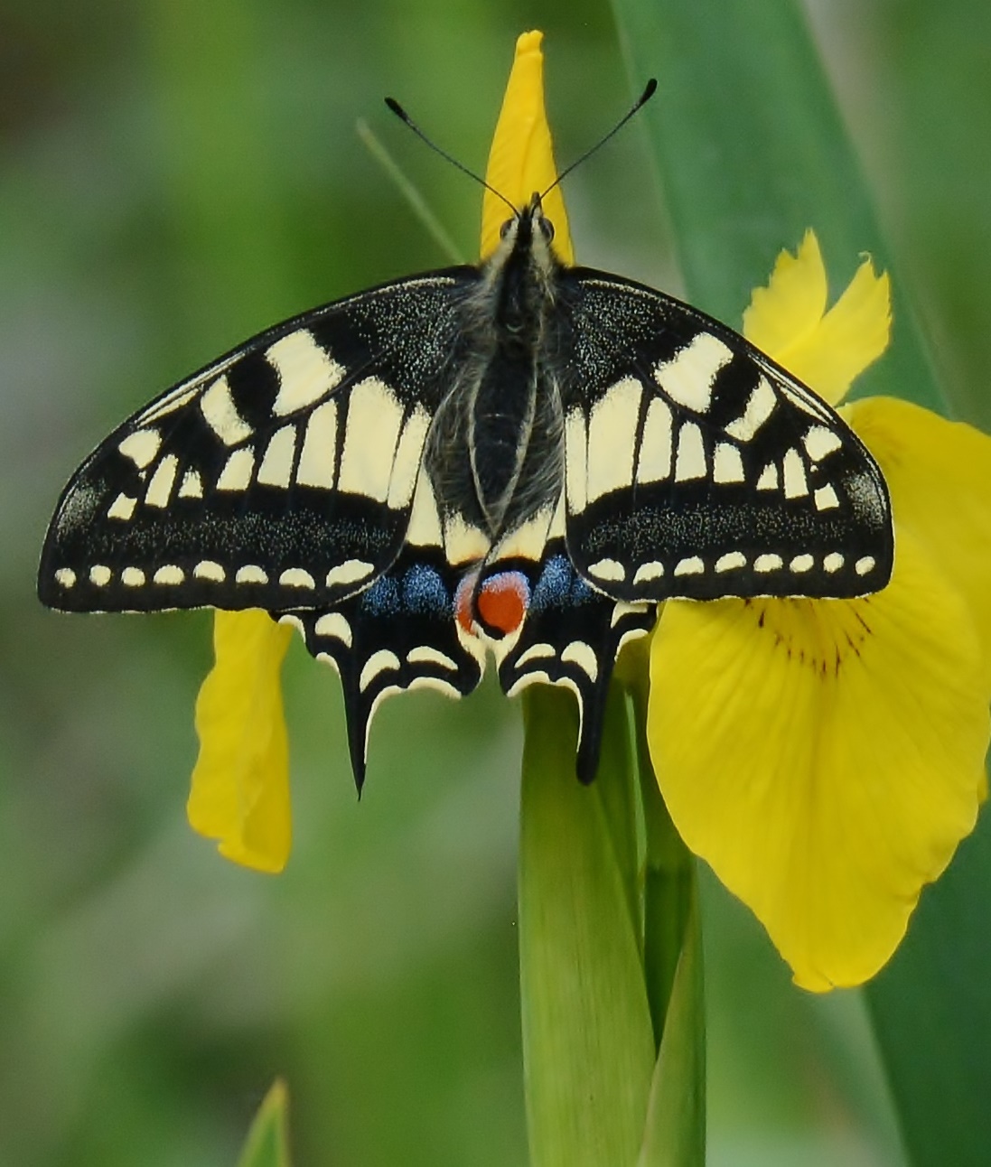 Details : Swallowtail - BirdGuides