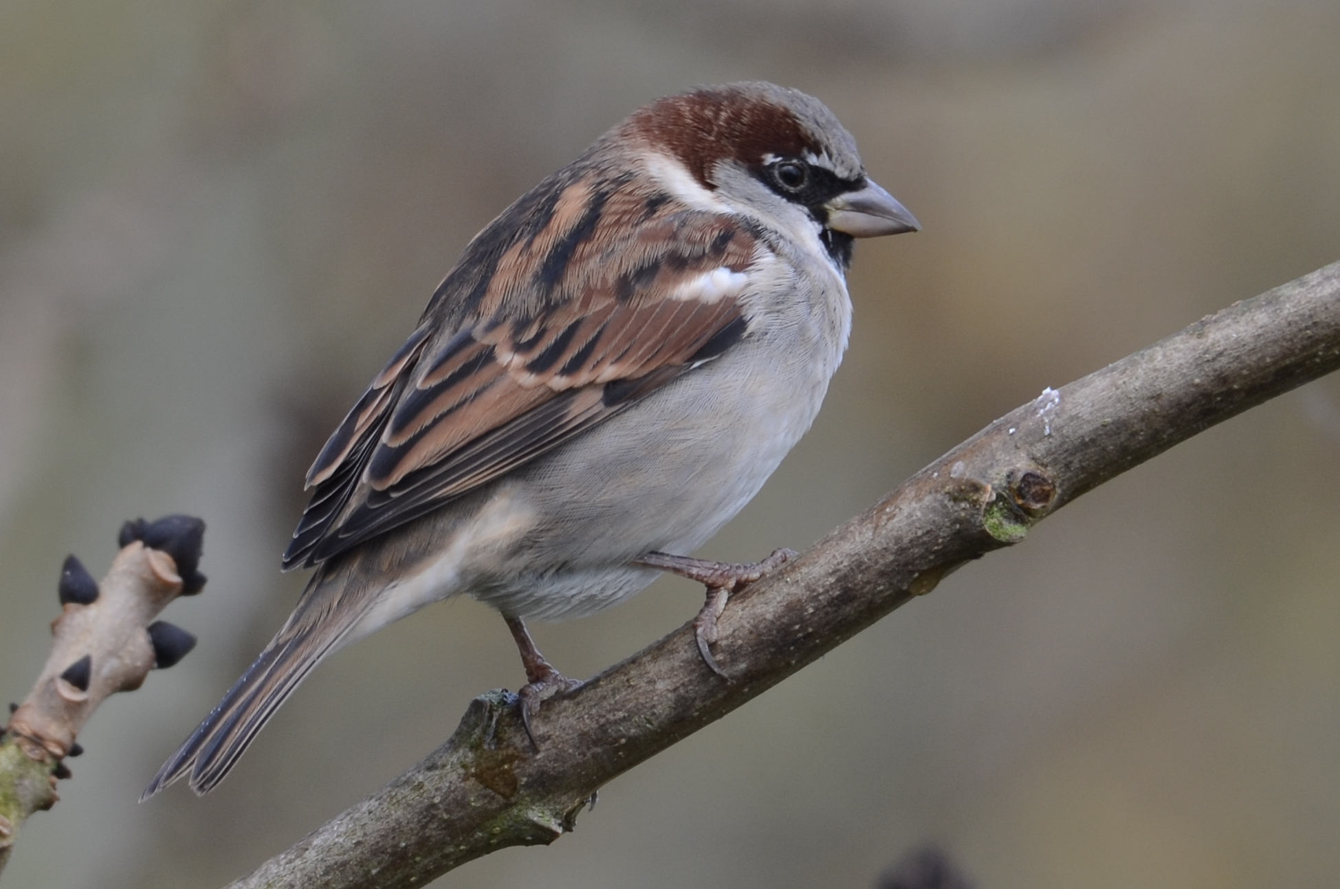 Wild Justice wins Northern Ireland general licence reform - BirdGuides