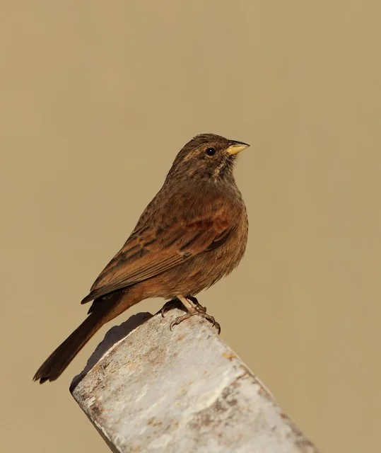 Details : House Bunting - BirdGuides