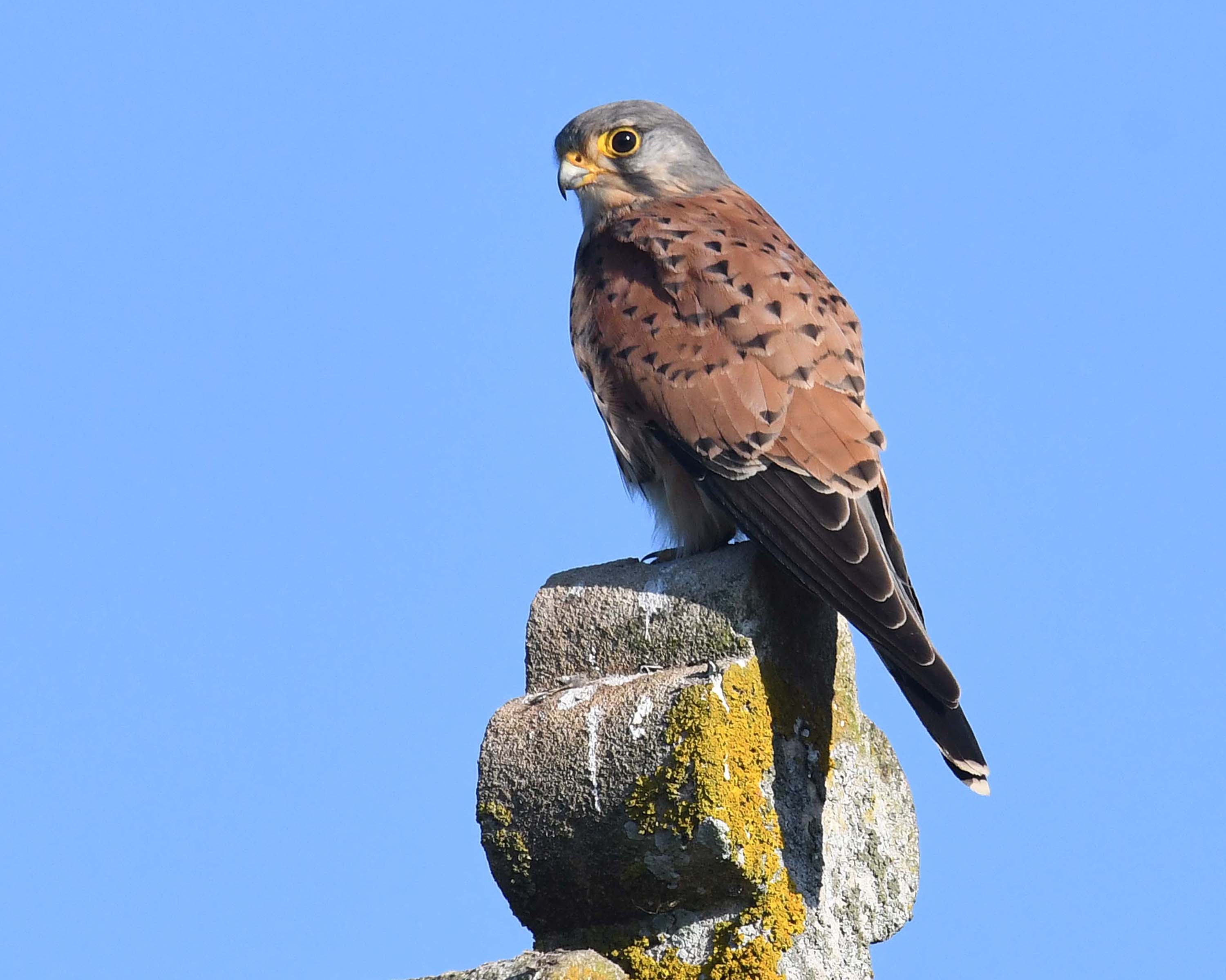 Details : Common Kestrel - BirdGuides