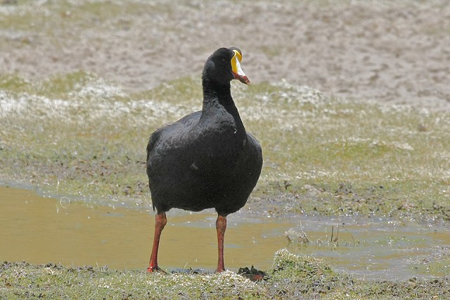 Details : Giant Coot - BirdGuides