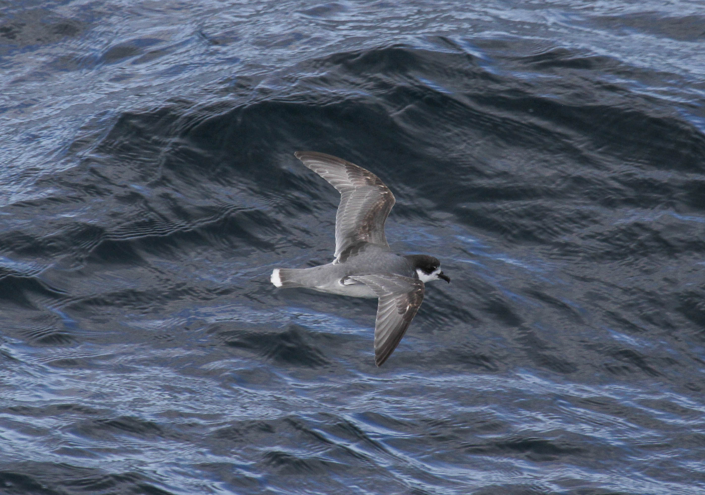 Details : Blue Petrel - BirdGuides