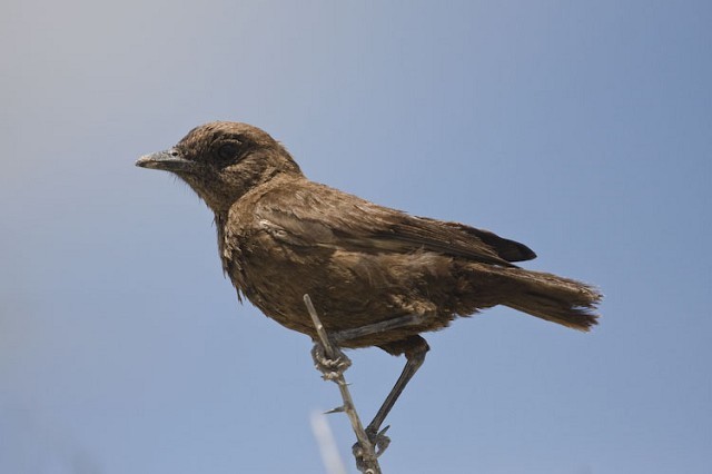 Details : Ant-eating Chat - BirdGuides