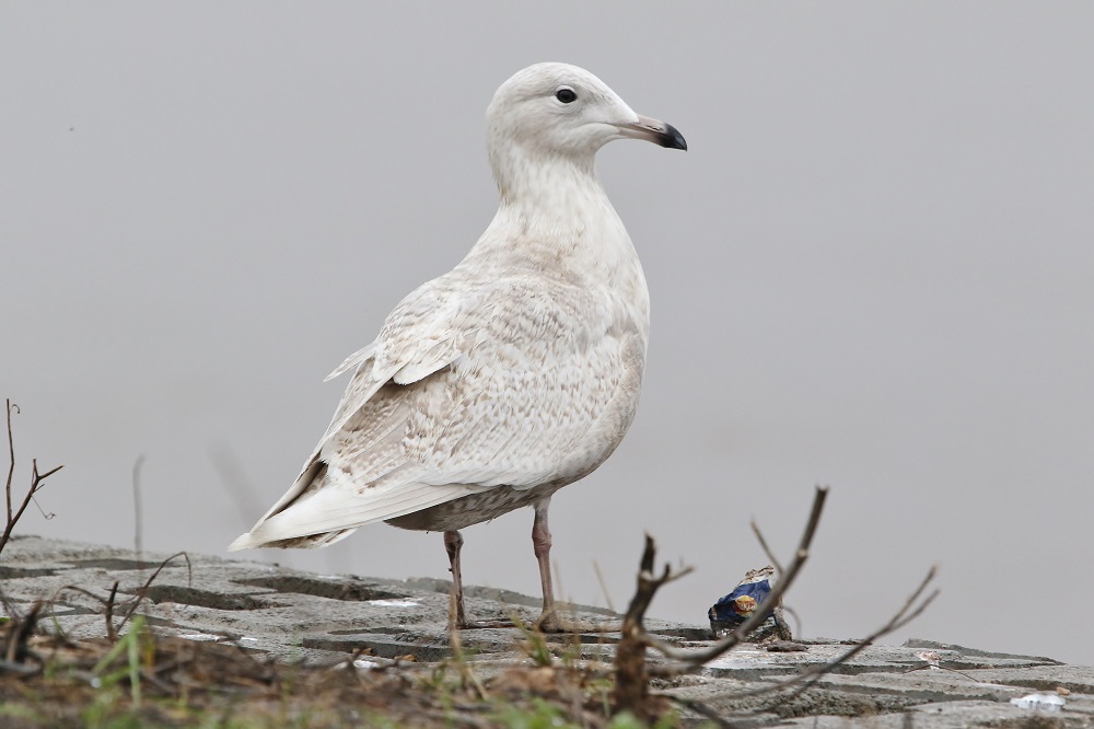 Details : Iceland Gull - BirdGuides