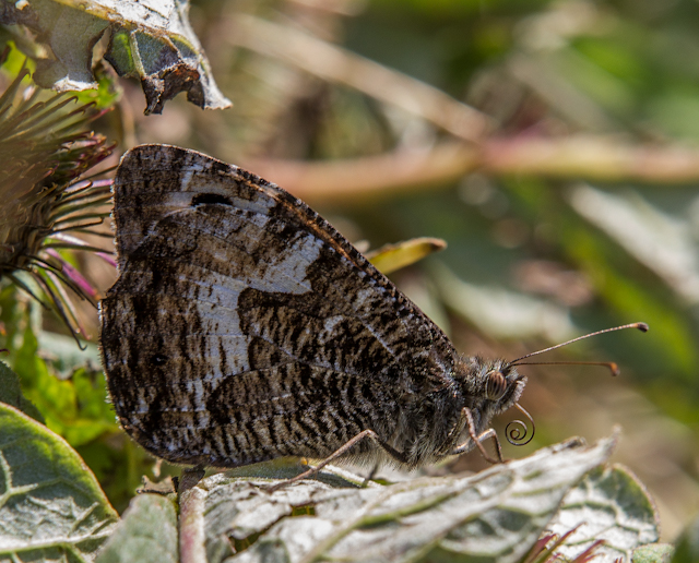 Details : Grayling - BirdGuides