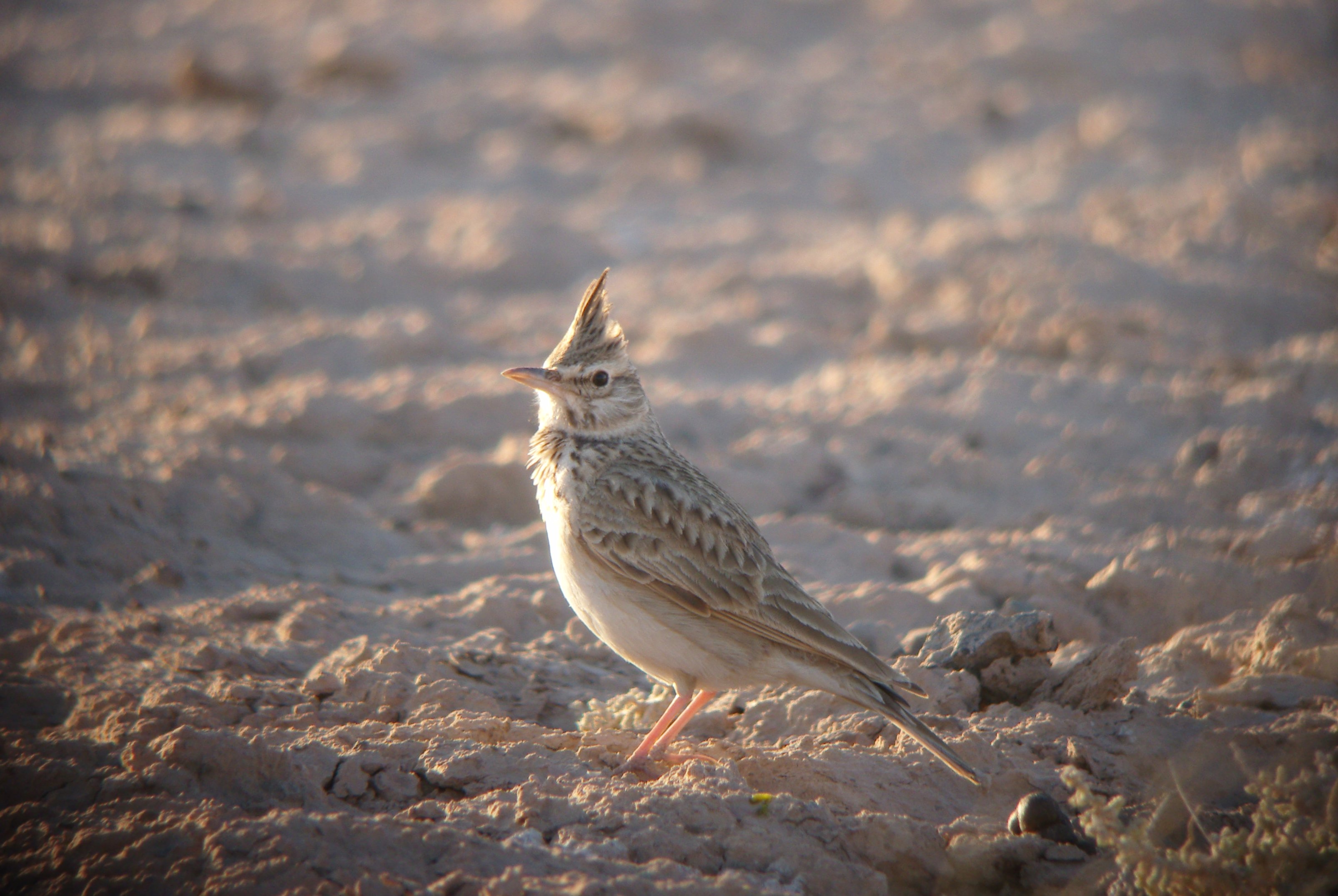 Details : Maghreb Lark - BirdGuides