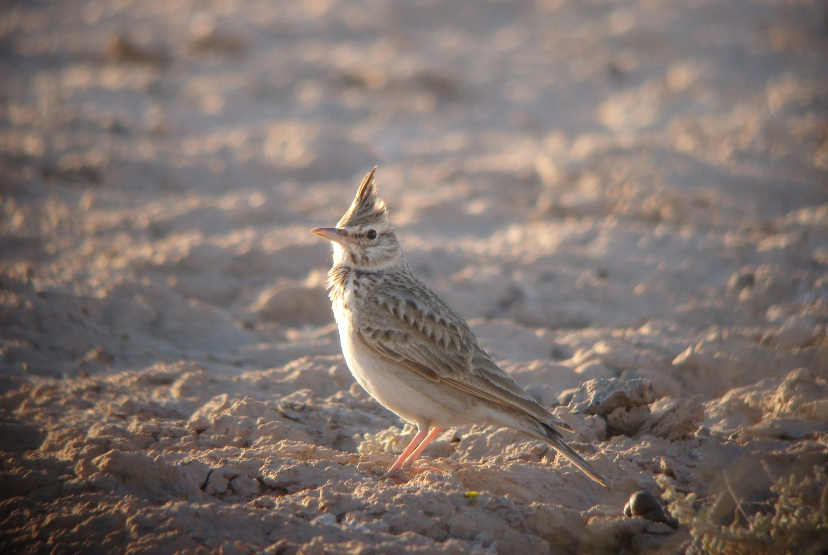 Details : Maghreb Lark - BirdGuides