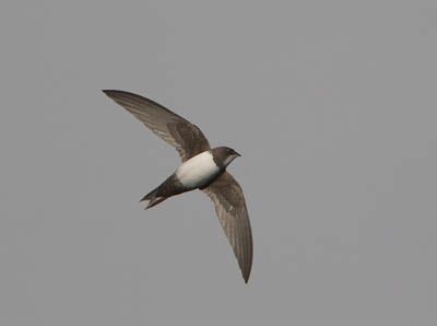 Details : Alpine Swift - BirdGuides